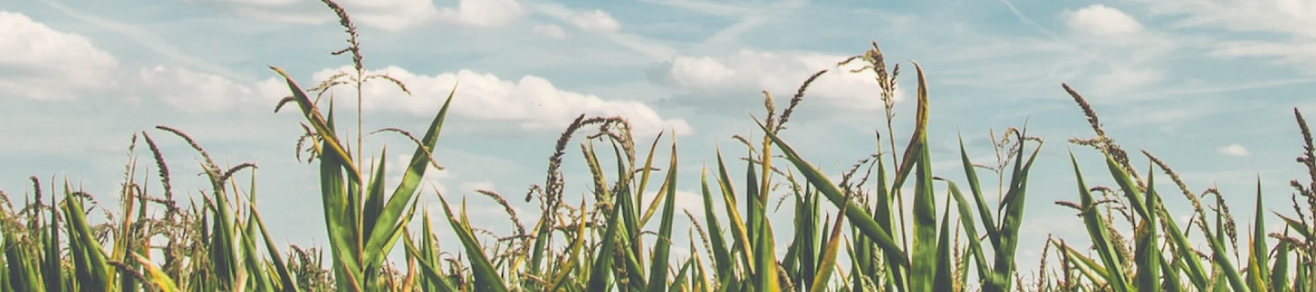 Corn Trait Comparison Tool | Crop Science US