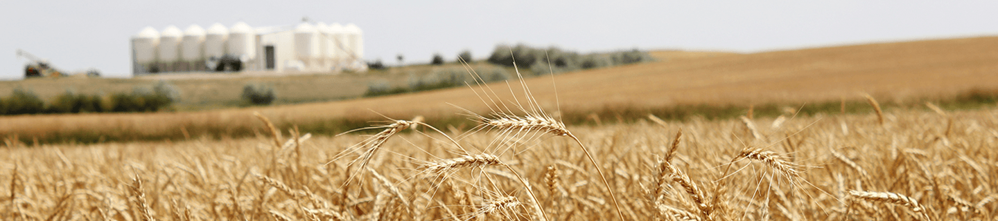 Westbred® Wheat Seed - Catalog