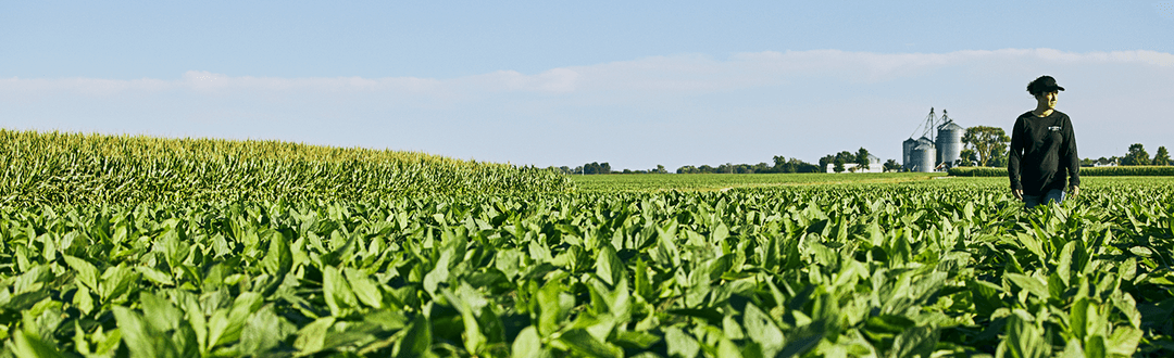 Asgrow Soybean Seed Catalog