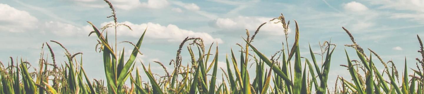 Corn Trait Comparison Tool | Crop Science US