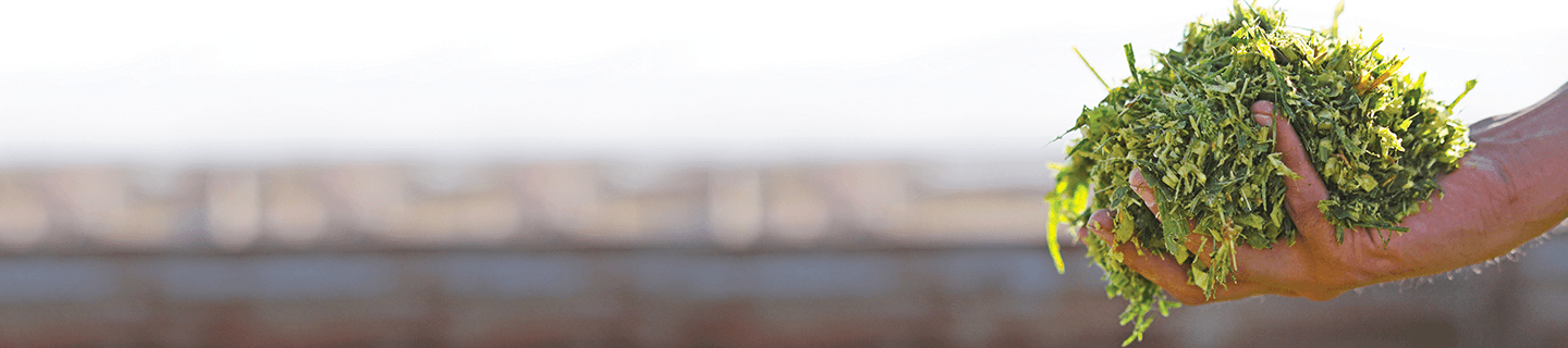 Silage Seed Brands - Channel & DEKLAB