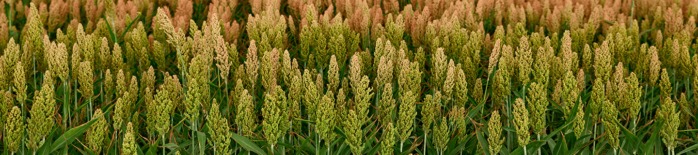 Sorghum Seed Brands - DEKALB & Channel