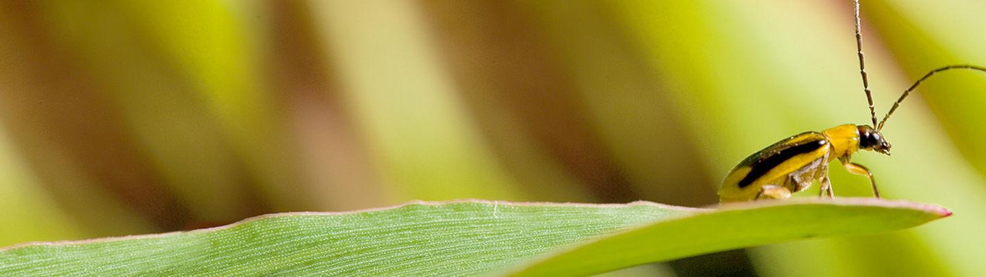 VT Double Pro | Crop Science US