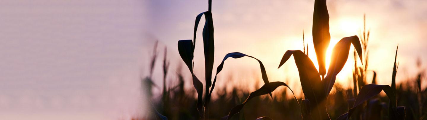 VT Double PRO® RIB Complete® Corn Blend | Bayer Traits | Crop Science US