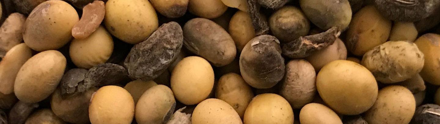 Vistive® Gold High Oleic Soybeans | Crop Science US