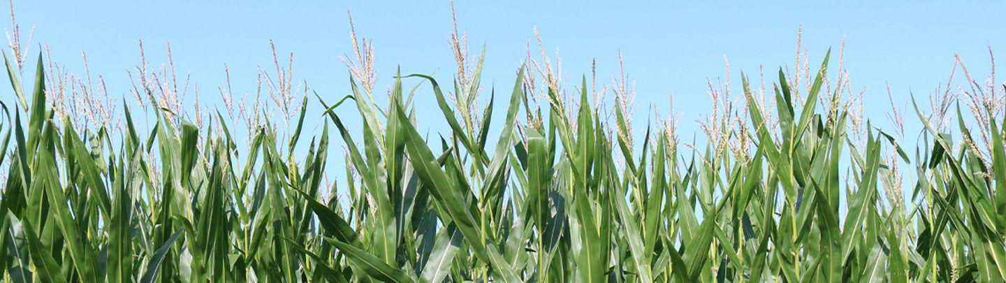 Roundup Ready® Corn 2 | Weed Control | Bayer Traits | Crop Science US