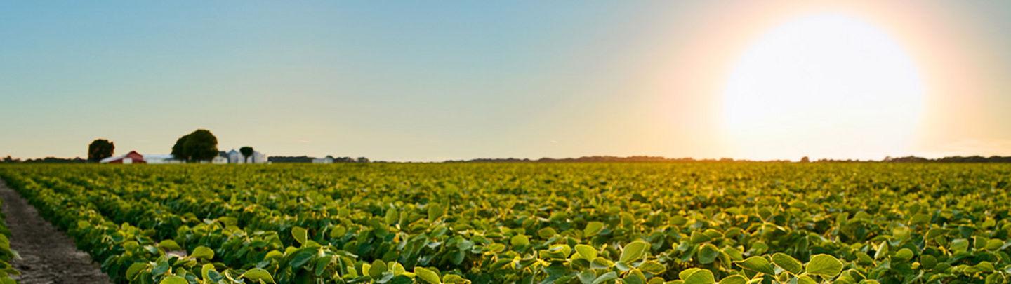 XtendFlex® Soybeans | Bayer Traits | Crop Science US