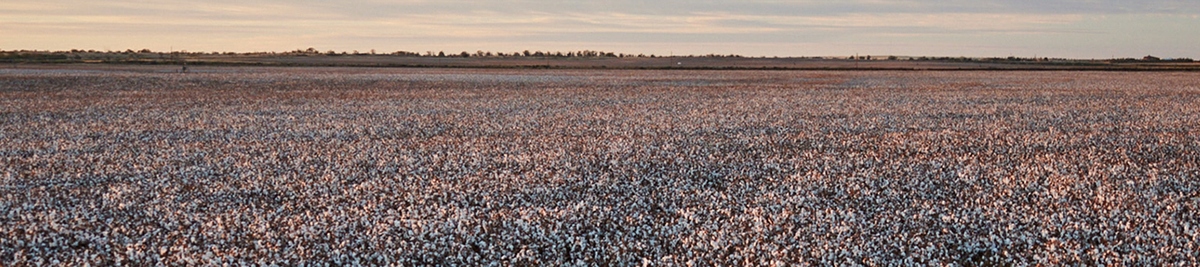 Deltapine® Cotton Seed - Catalog