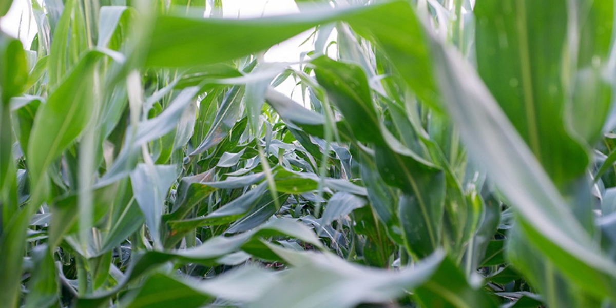 Channel® Corn Seed - Catalog