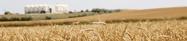 WestBred® Wheat Seed - Catalog